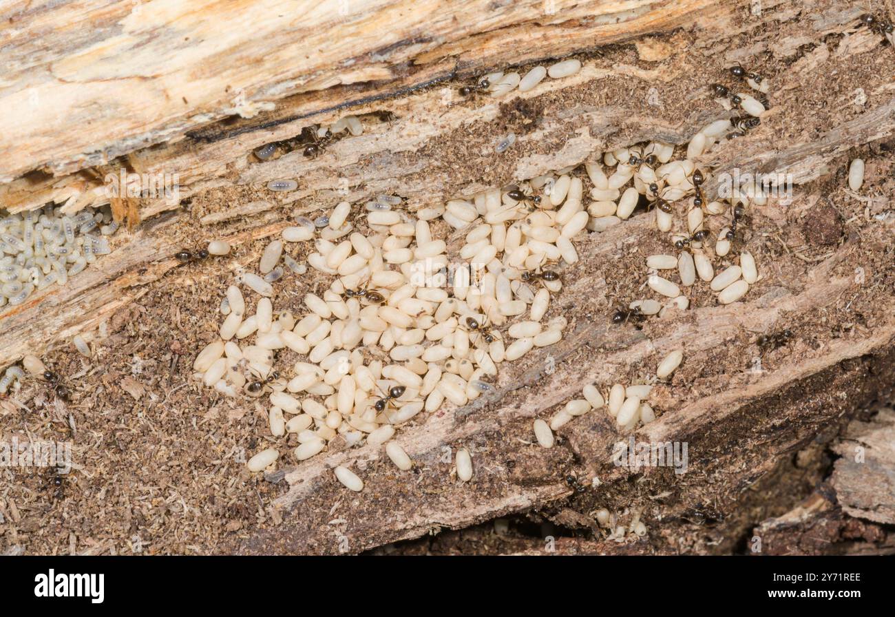 Ant larvae nest hi-res stock photography and images - Alamy
