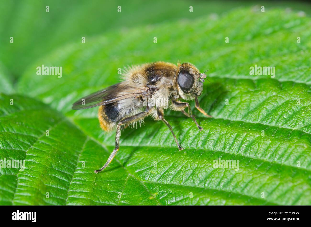Buff tailed hoverfly hi-res stock photography and images - Alamy