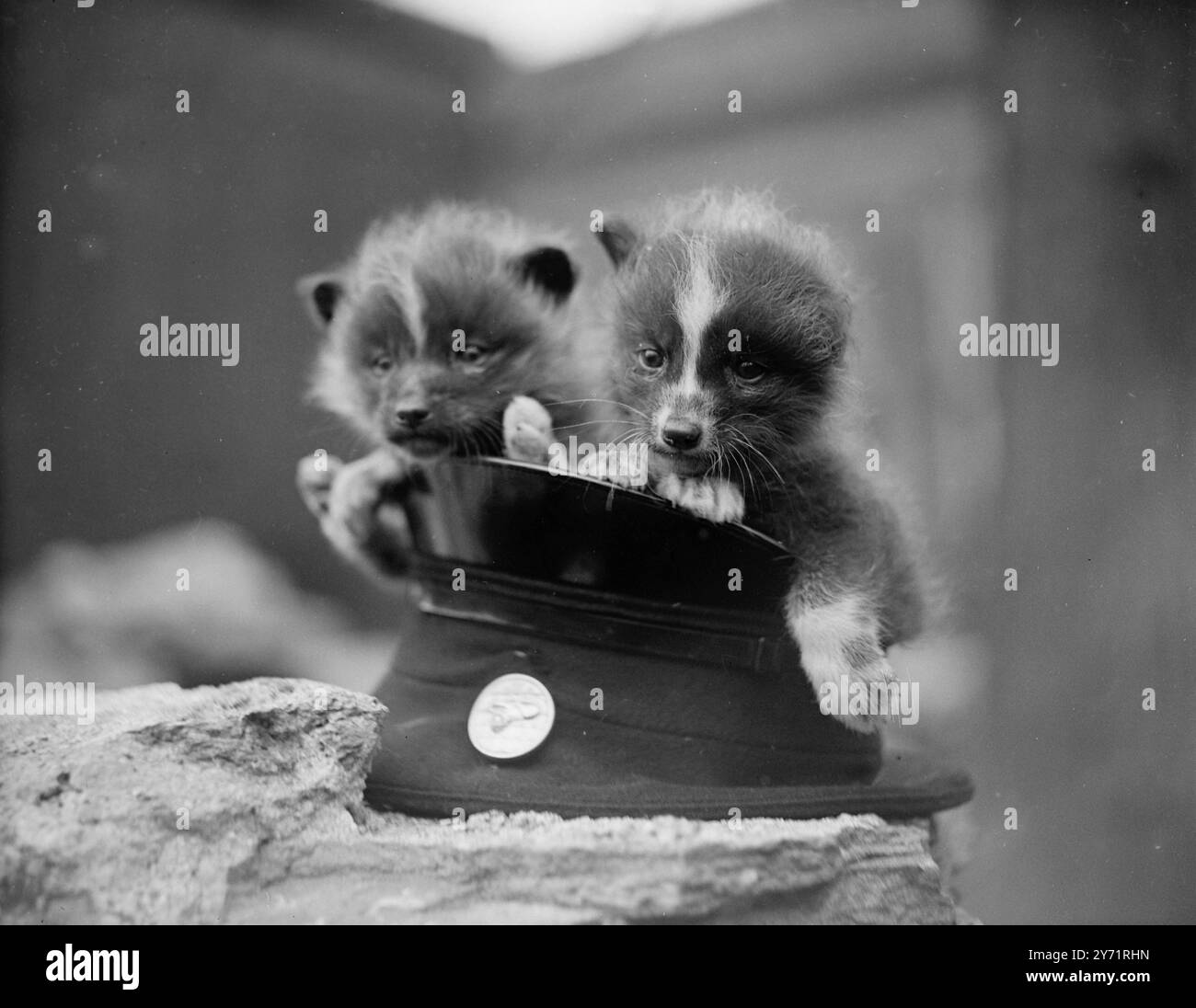 Two baby fox Black and White Stock Photos & Images - Alamy