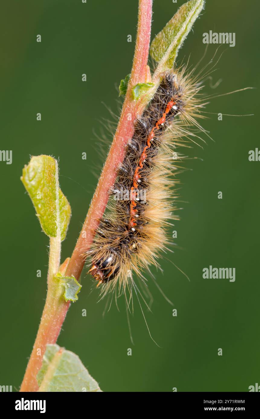Caterpillar of Knot Grass Moth (Acronicta rumicis), Noctuidae. Sussex ...