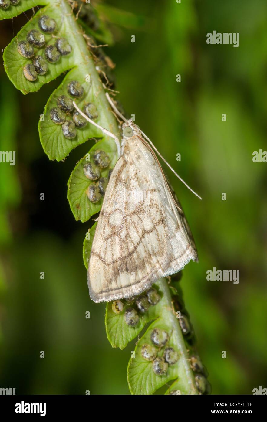 Chequered Pearl Moth (Evergestis pallidata), Crambidae. Sussex, UK ...