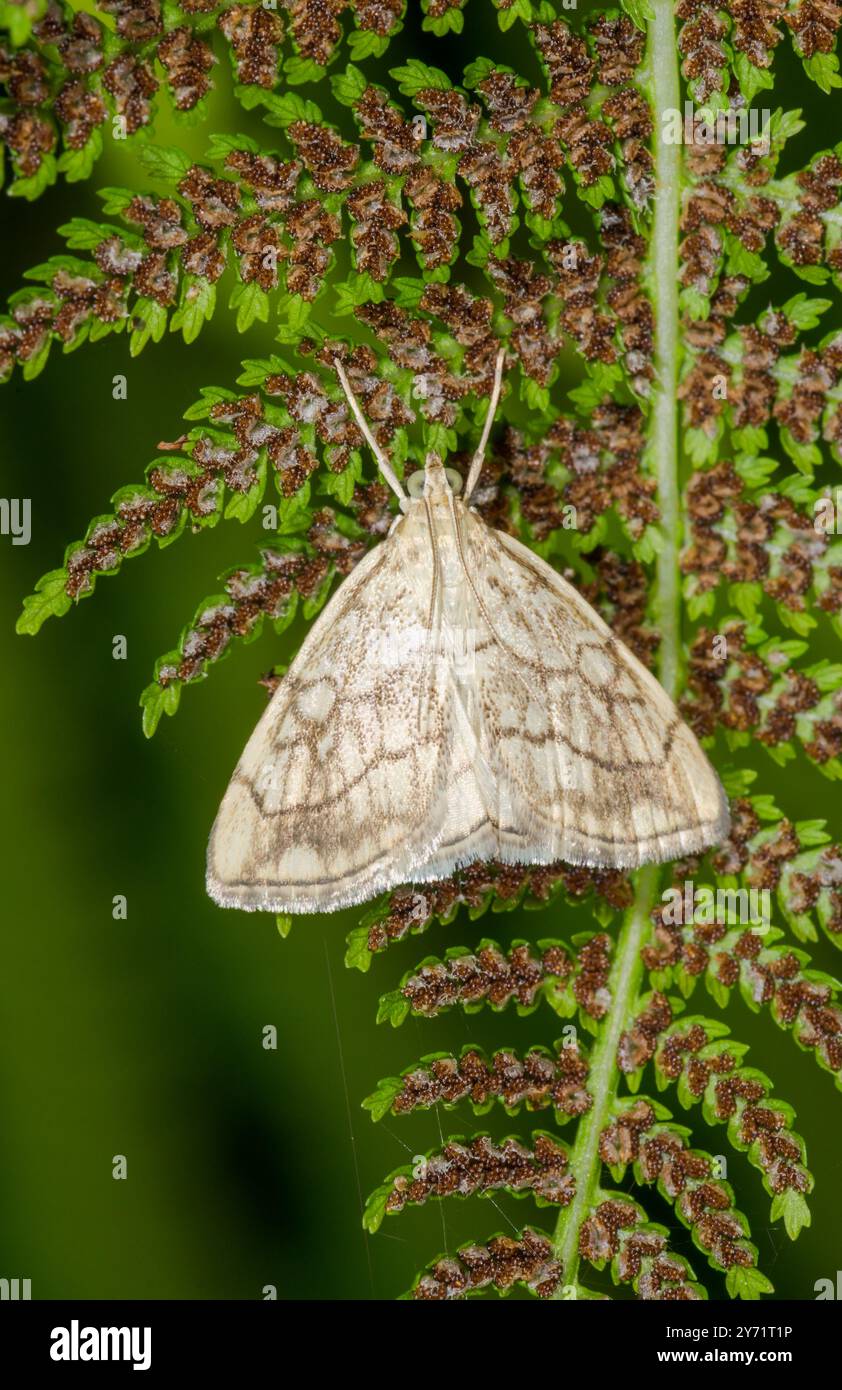 Chequered Pearl Moth (Evergestis pallidata), Crambidae. Sussex, UK ...