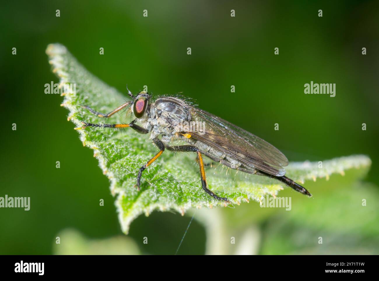 Common Awl Robberfly (Neoitamus cyanurus) Female. Asilidae. Sussex, UK ...