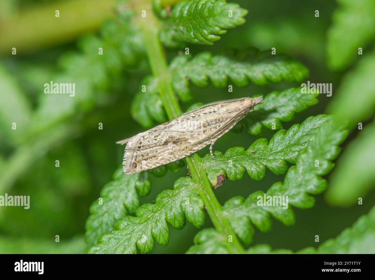 Common Lance - Rush Marble Micro Moth (Bactra lancealana), Tortricidae ...