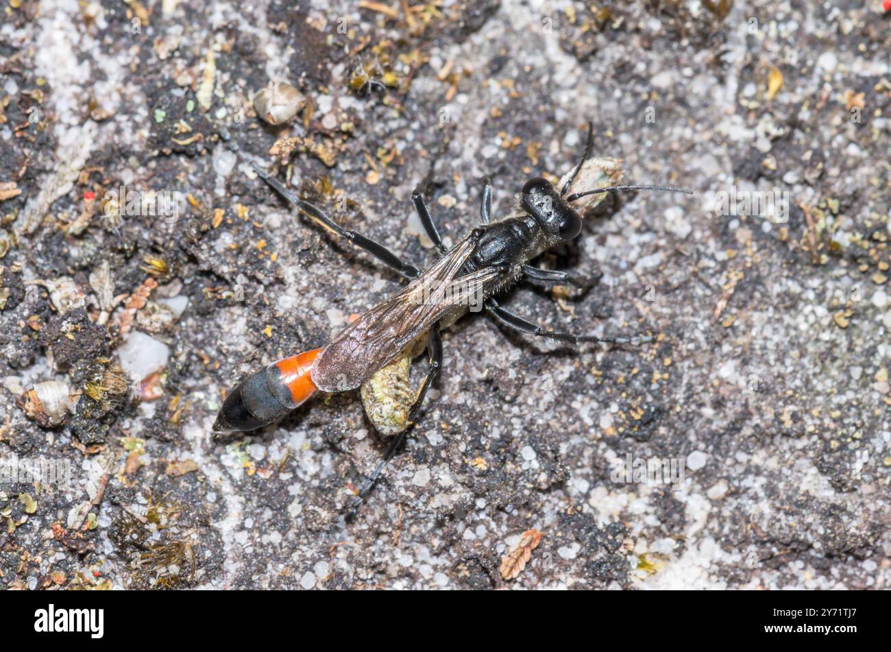 Female Caterpillar-hunting Heath Sand Wasp (Ammophila cf pubescens ...