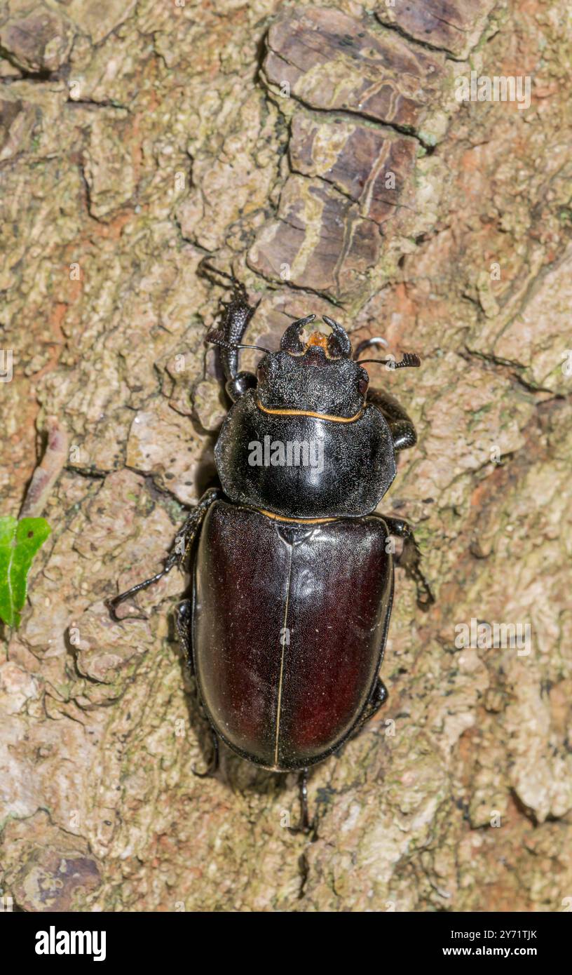 Stag beetle, lucanus cervus female hi-res stock photography and images ...