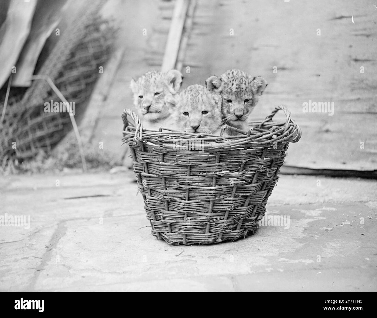 "Pride of London" This basket of mischief making its first public ...