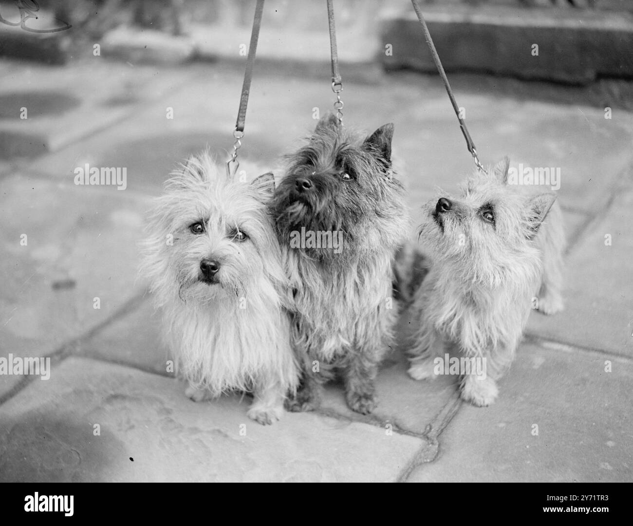 Welsh winner Black and White Stock Photos & Images - Alamy