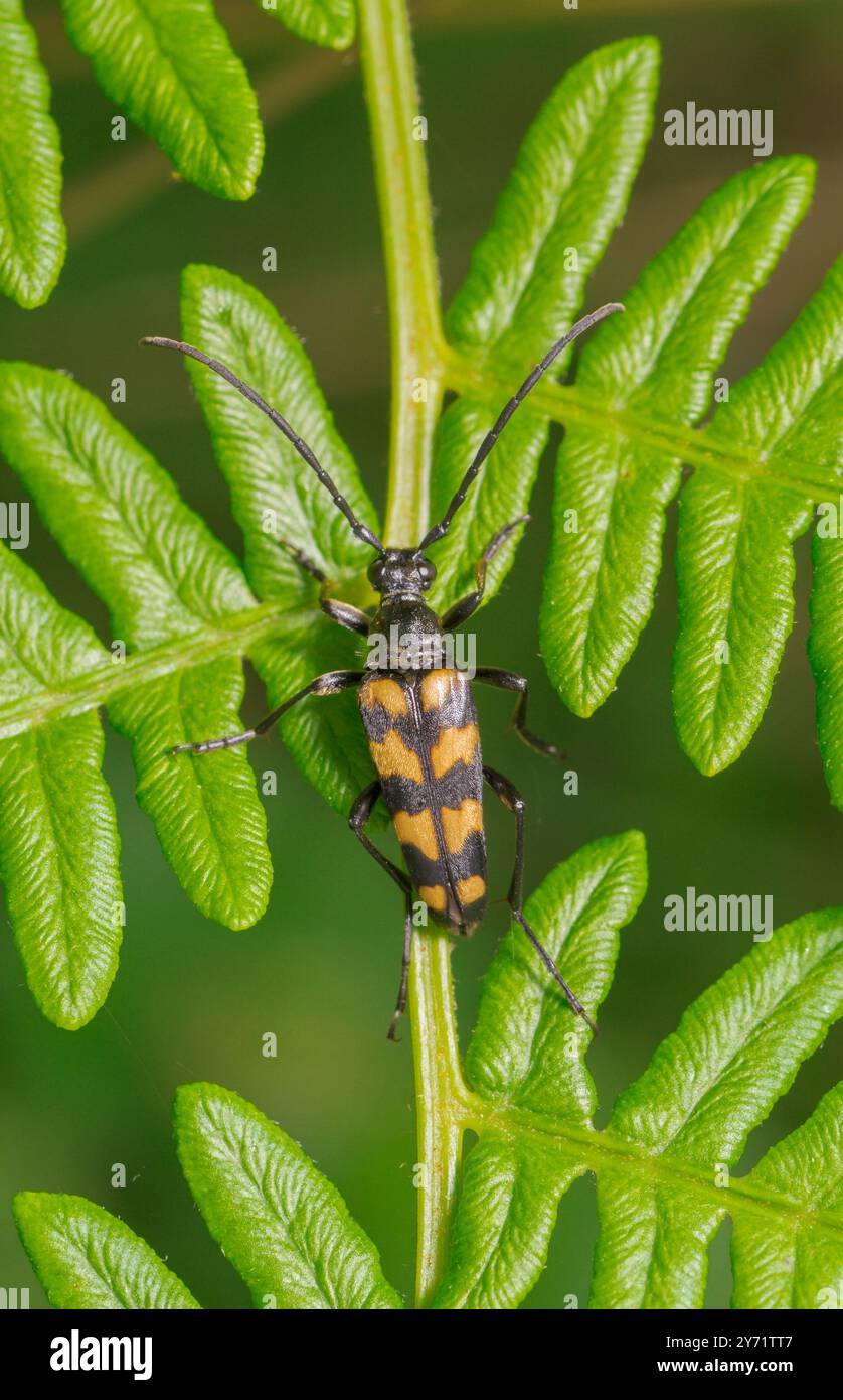 Four banded Longhorn Beetle (Leptura quadrifasciata). Cerambycidae ...