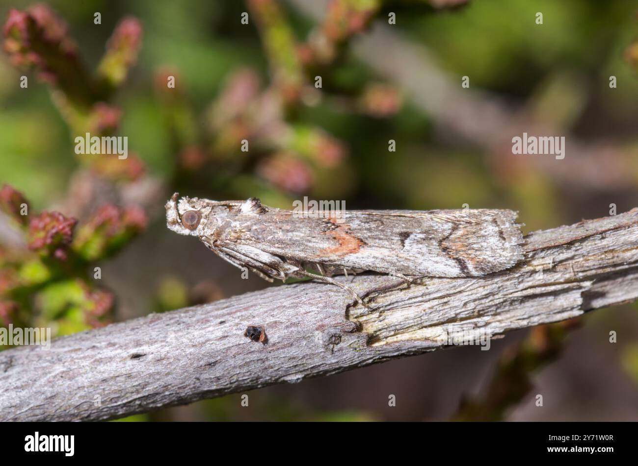 Heather knot horn moth hi-res stock photography and images - Alamy