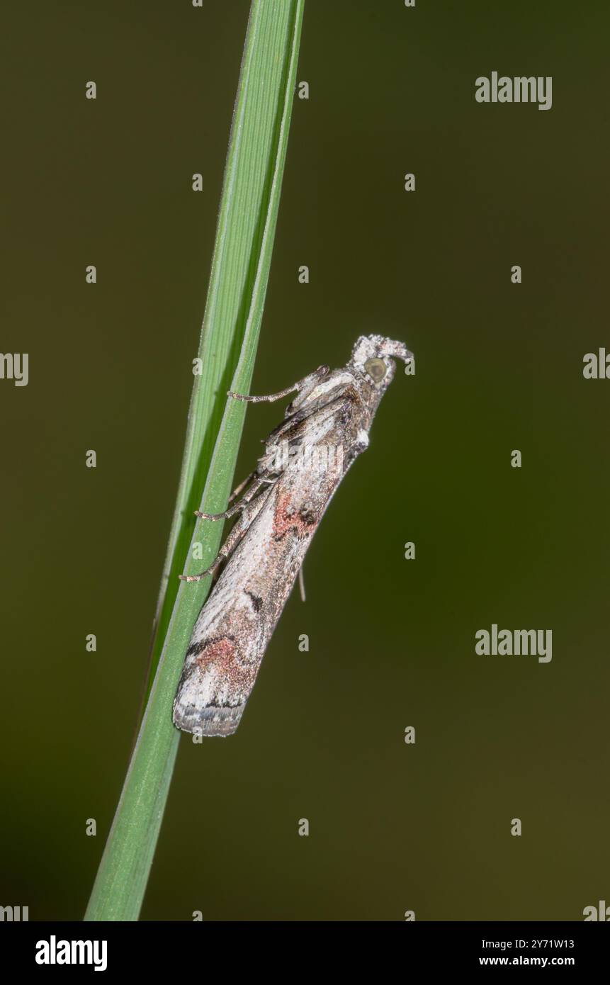 Heather Knot horn Moth (Pempelia palumbella), Pyralidae. Sussex, UK ...
