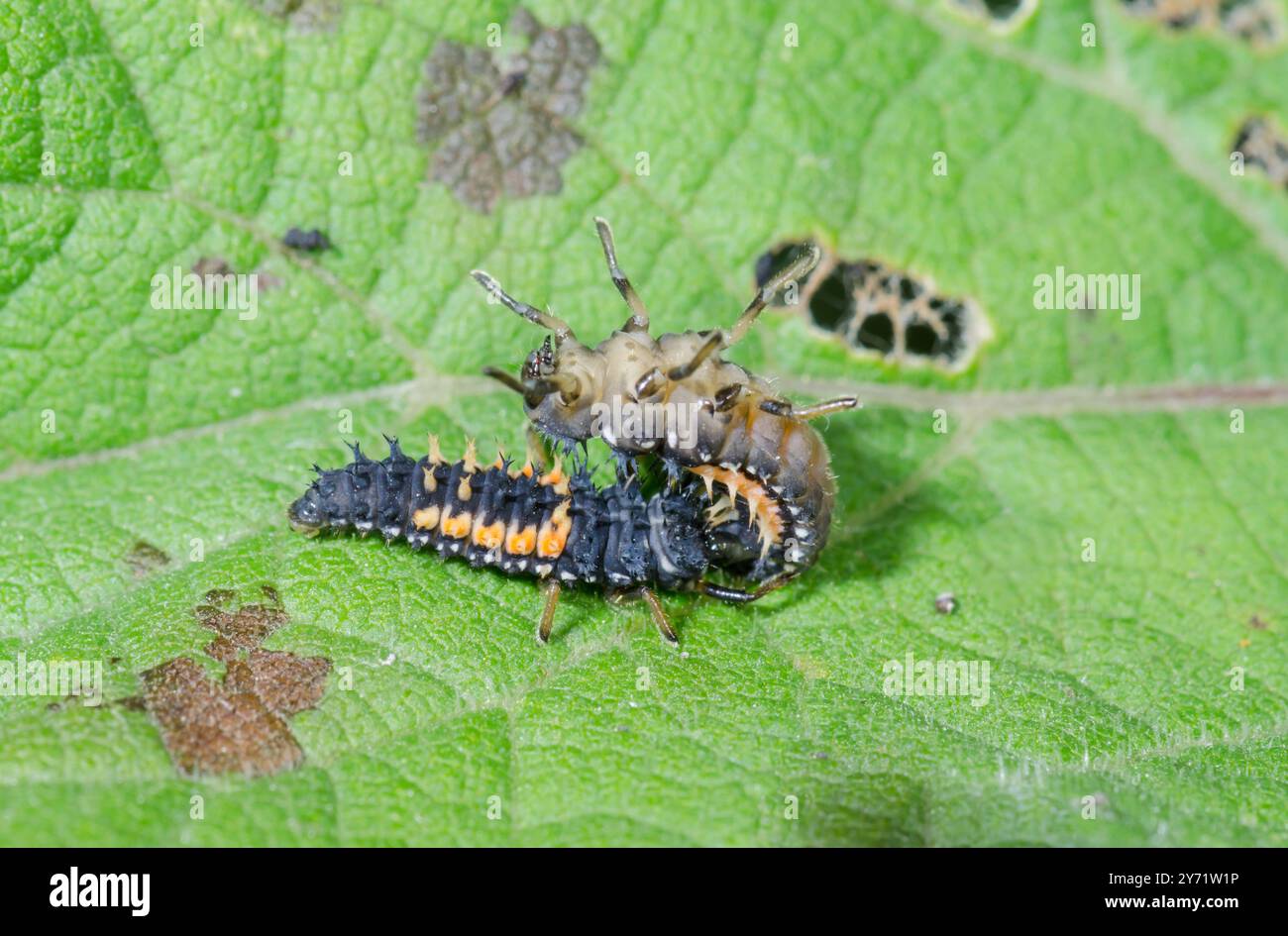 Larva of Harlequin Ladybird cannibalising another (Harmonia axyridis ...