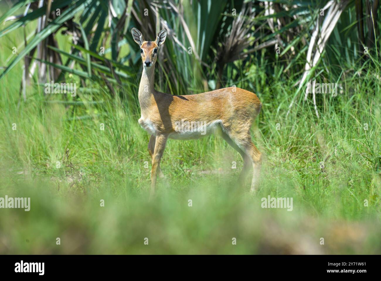 An Oribi ( Ourebia ourebi) in Murchison Falls National Park Stock Photo ...