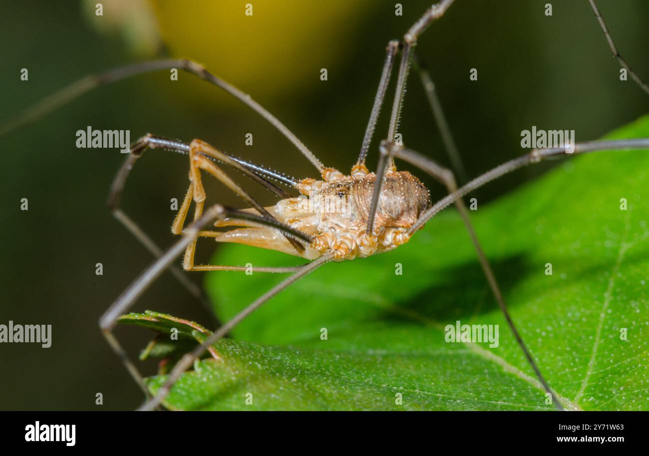 Male Harvestman (Phalangium opilio), Phalangiiddae, Opiliones. Sussex ...