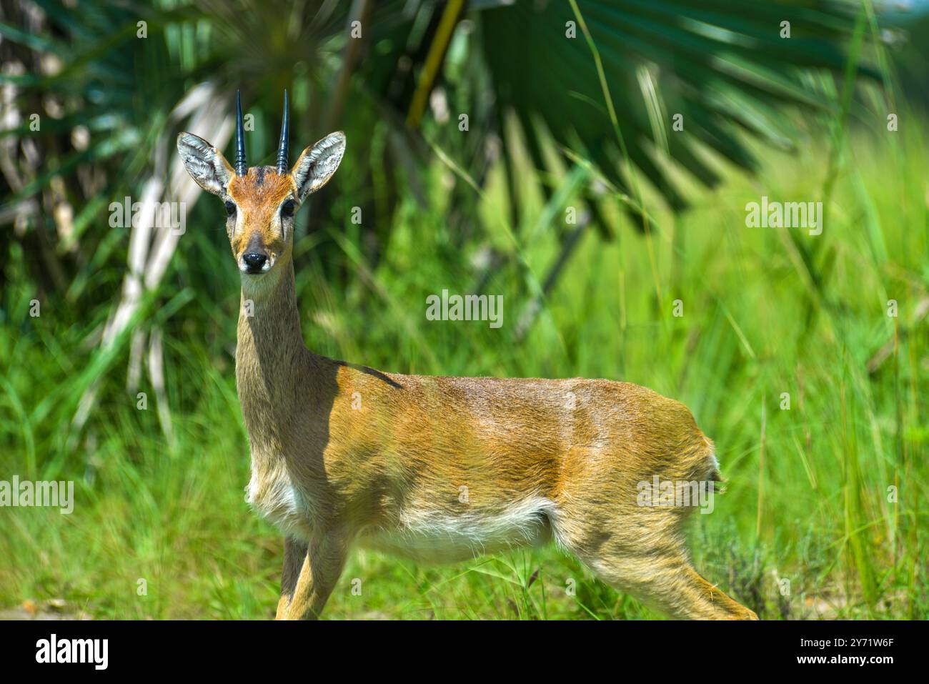 An Oribi ( Ourebia ourebi) in Murchison Falls National Park Stock Photo ...