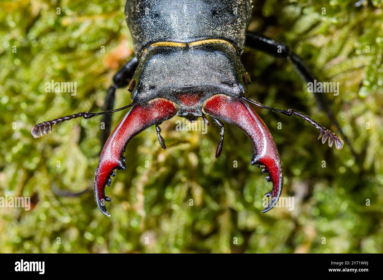 Male Stag Beetle mandibles (Lucanus cervus), Lucanidae. Sussex, UK ...