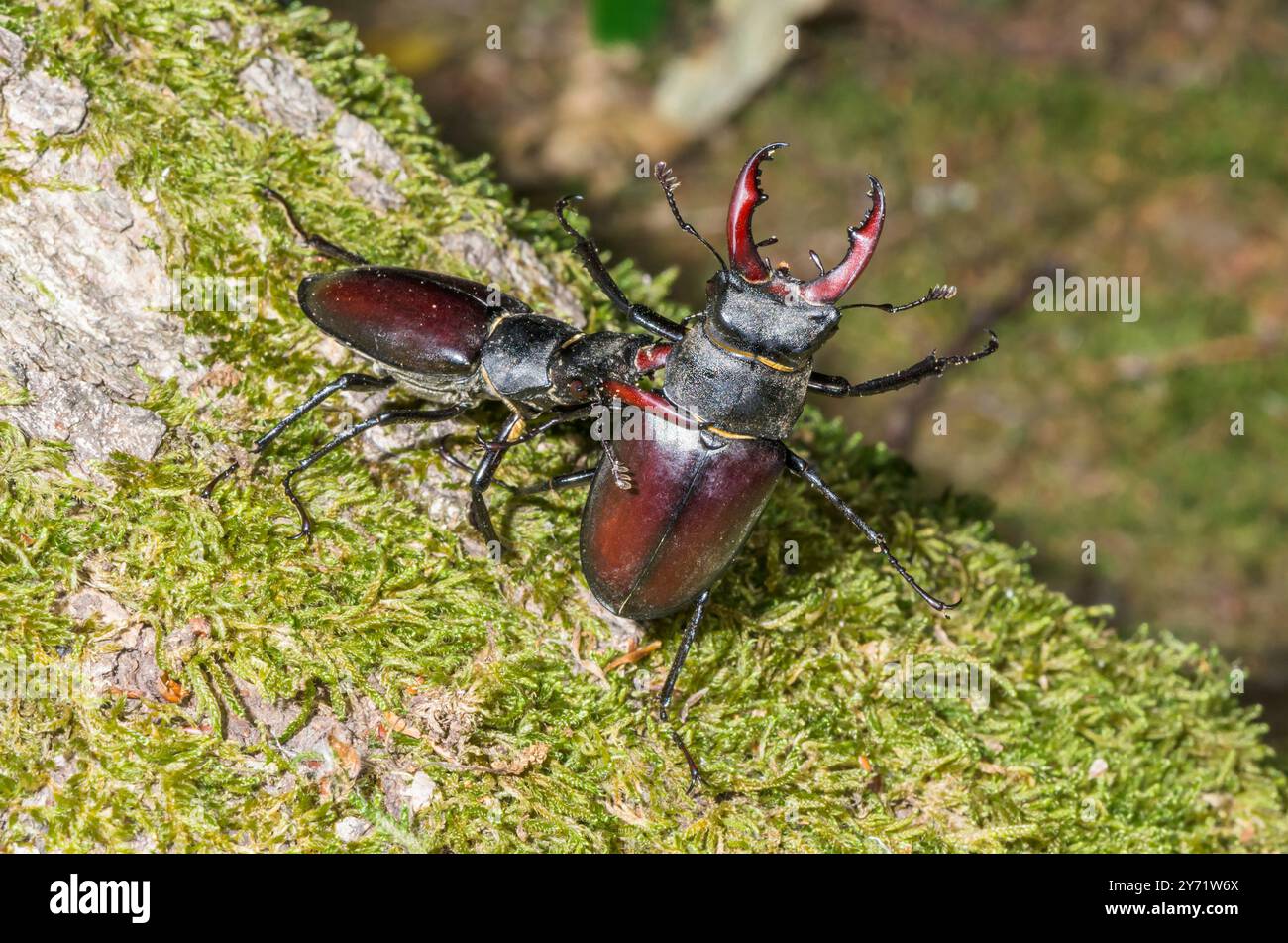 Male Stag Beetles fighting (Lucanus cervus), Lucanidae. Sussex, UK ...