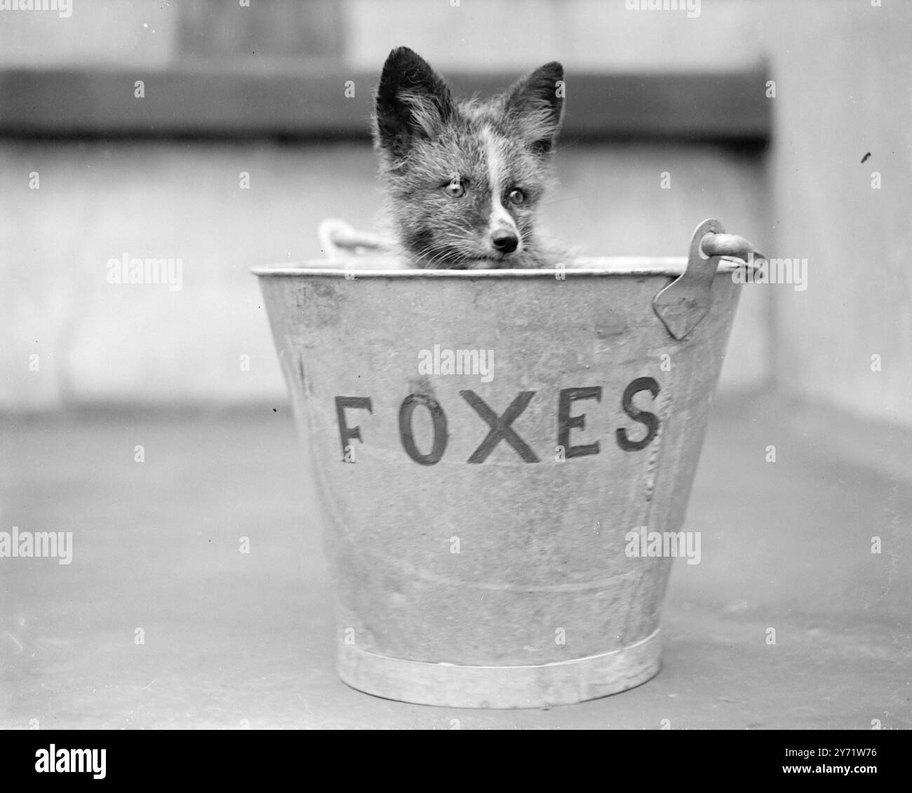 Cub born Black and White Stock Photos & Images - Alamy