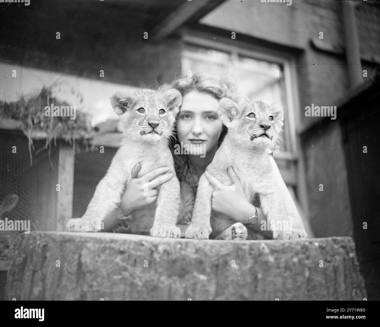 The terrible twins. The ten week old lion cubs Jock and Johnny as ...