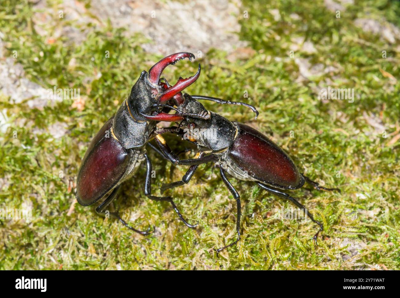 Male Stag Beetles fighting (Lucanus cervus), Lucanidae. Sussex, UK ...