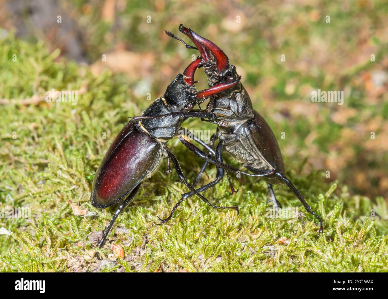 Male Stag Beetles fighting (Lucanus cervus), Lucanidae. Sussex, UK ...