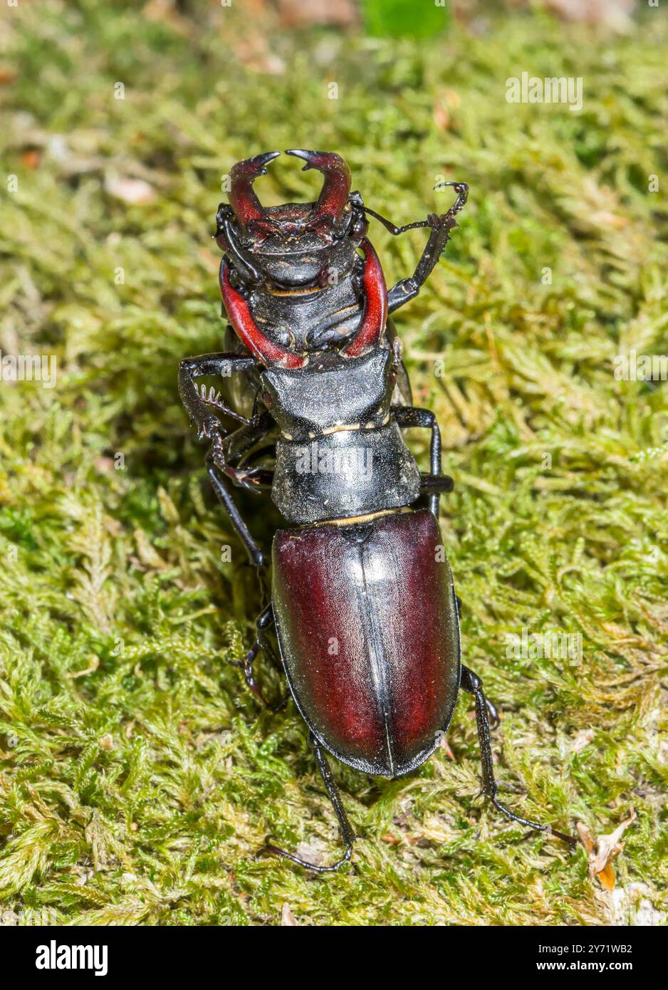 Male Stag Beetles fighting (Lucanus cervus), Lucanidae. Sussex, UK ...