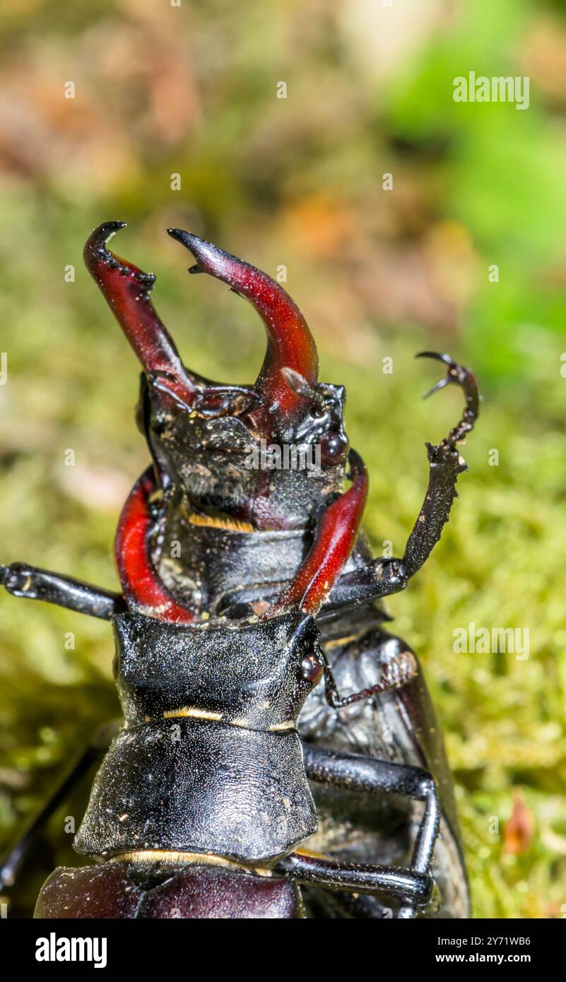 Male Stag Beetles fighting (Lucanus cervus), Lucanidae. Sussex, UK ...