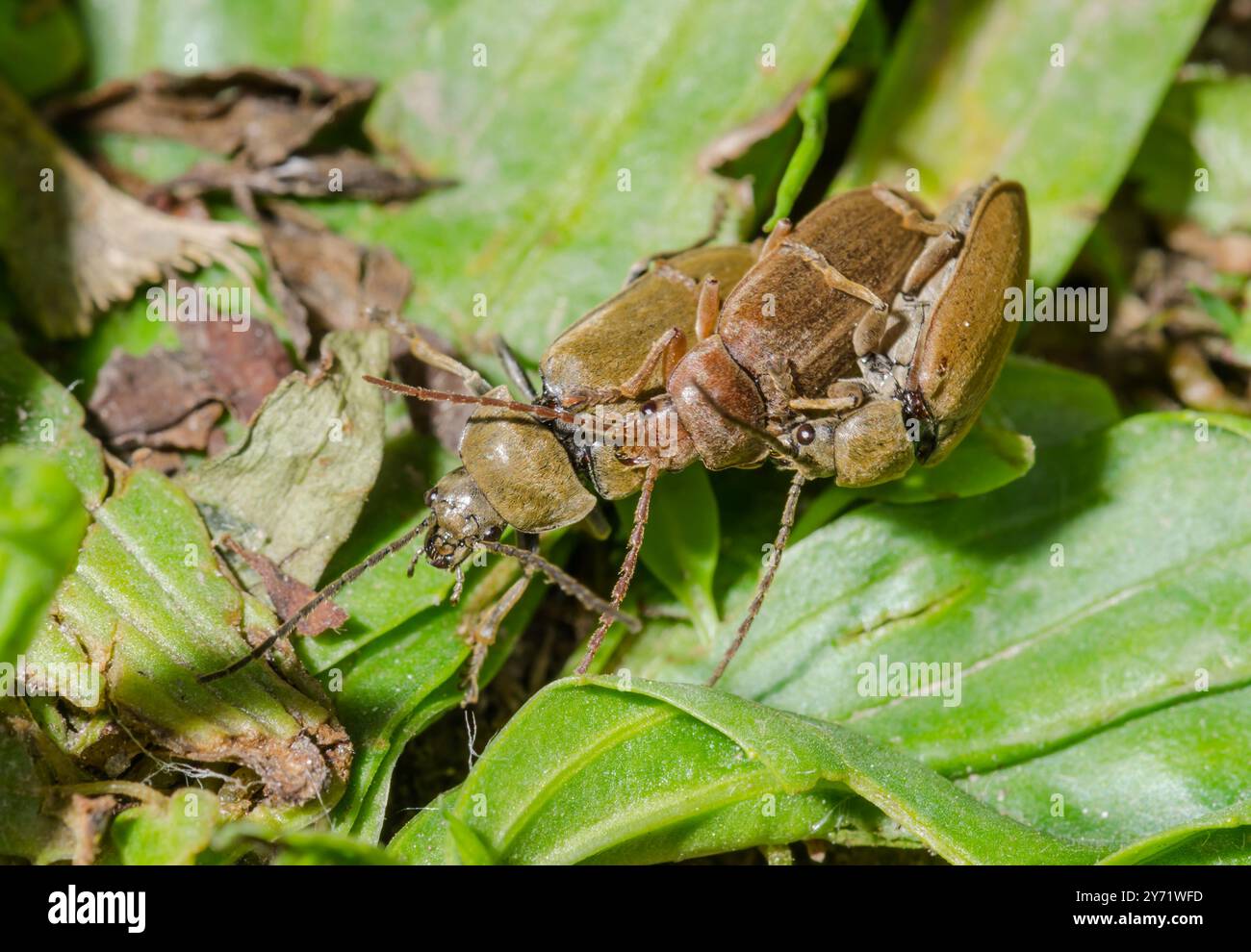 Orchid Beetles mating (Dascillus cervinus), Dascillidae. Sussex, UK ...