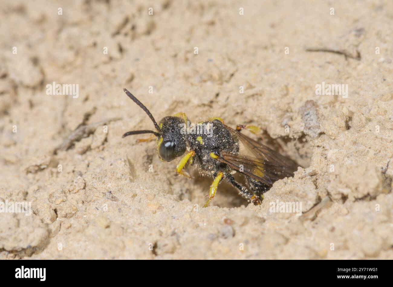 Ornate tailed Digger Wasp (Cerceris rybyensis) emerging from its burrow ...