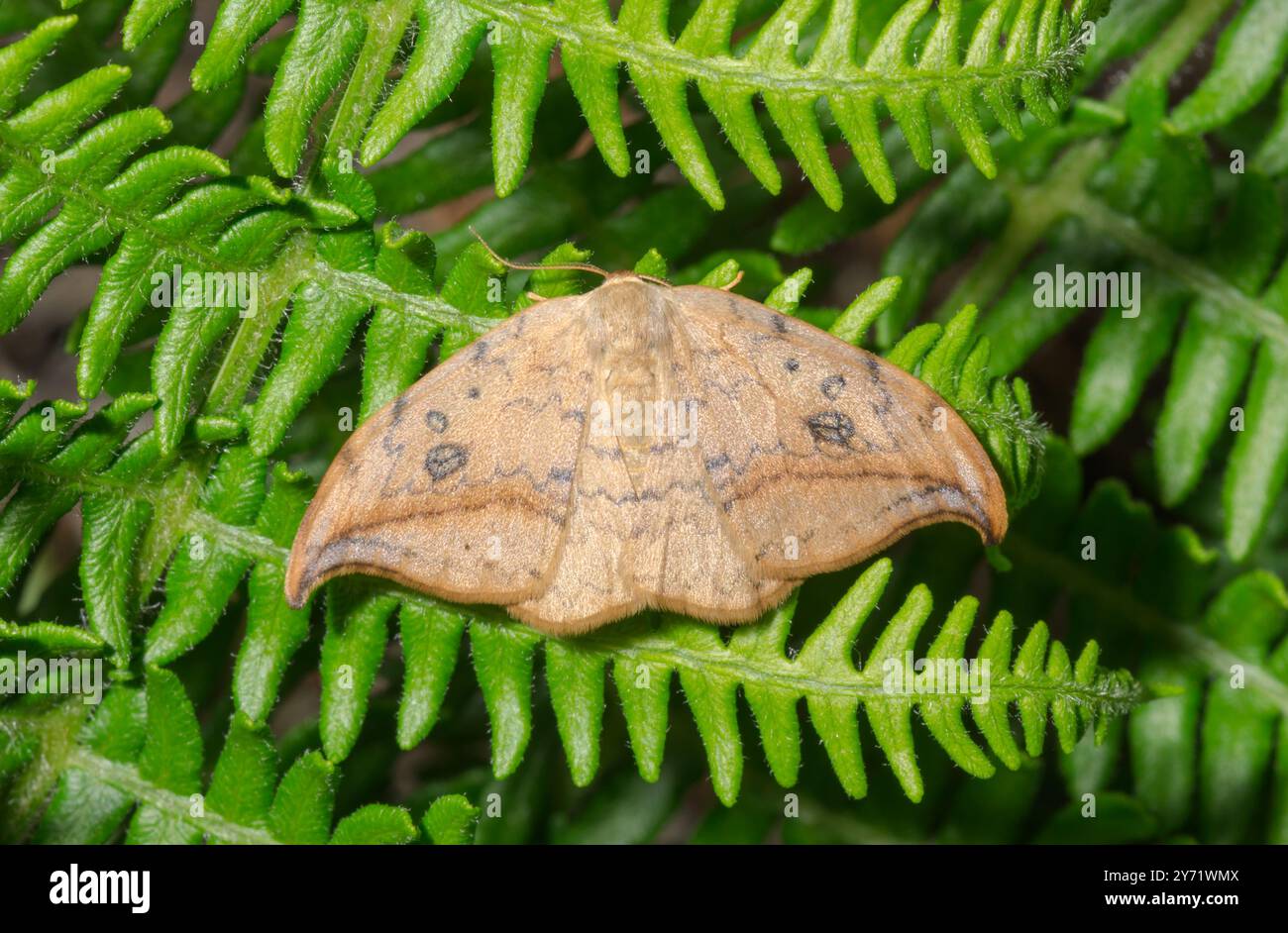 Pebble Hook Tip Moth (Drepana falcataria), Drepanidae. Sussex, UK Stock ...