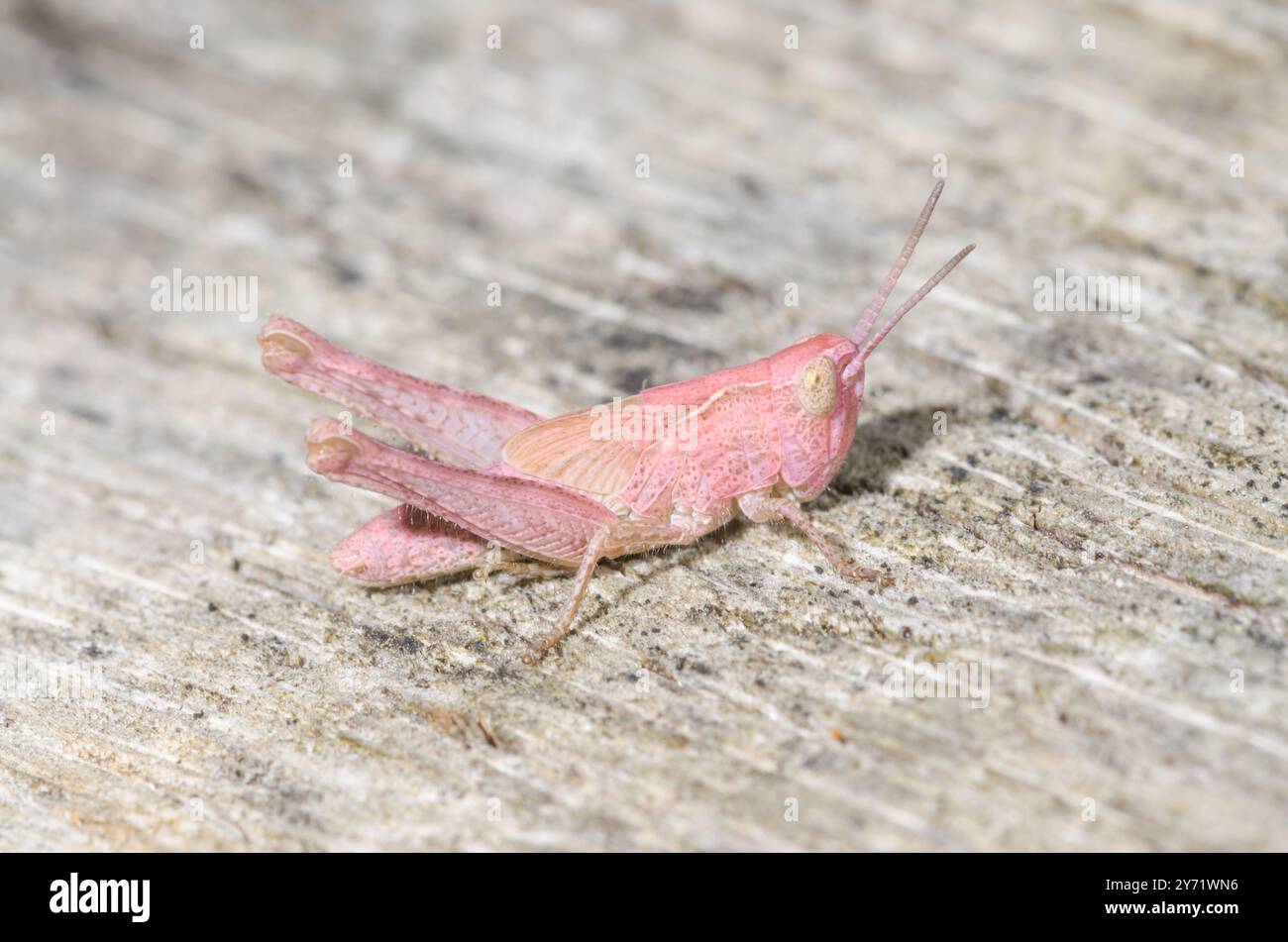 Pink morph of Field Grasshopper (Chorthippus brunneus), Acrididae ...