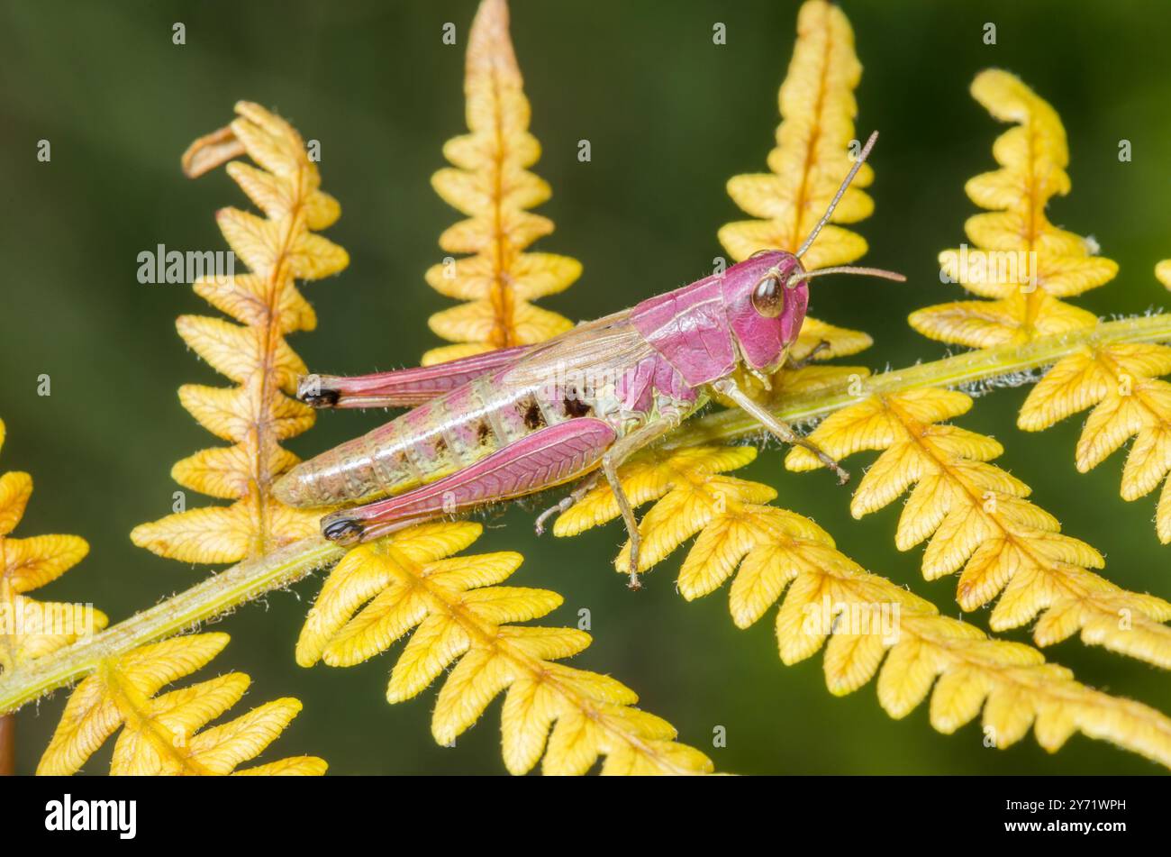 Pink morph of Meadow Grasshopper (Chorthippus parallelus), Acrididae ...