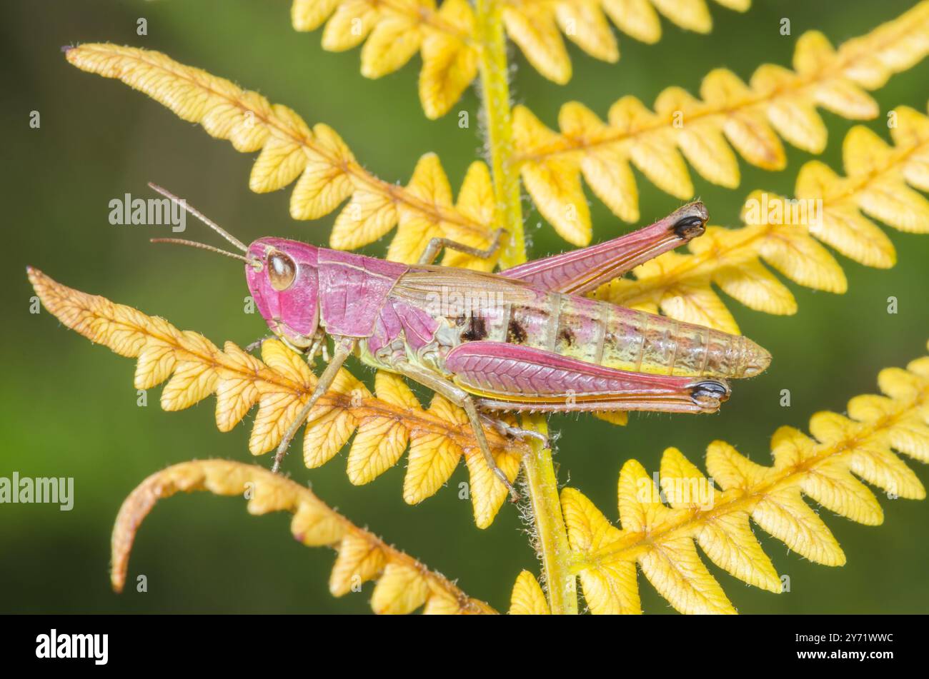 Pink morph of Meadow Grasshopper (Chorthippus parallelus), Acrididae ...