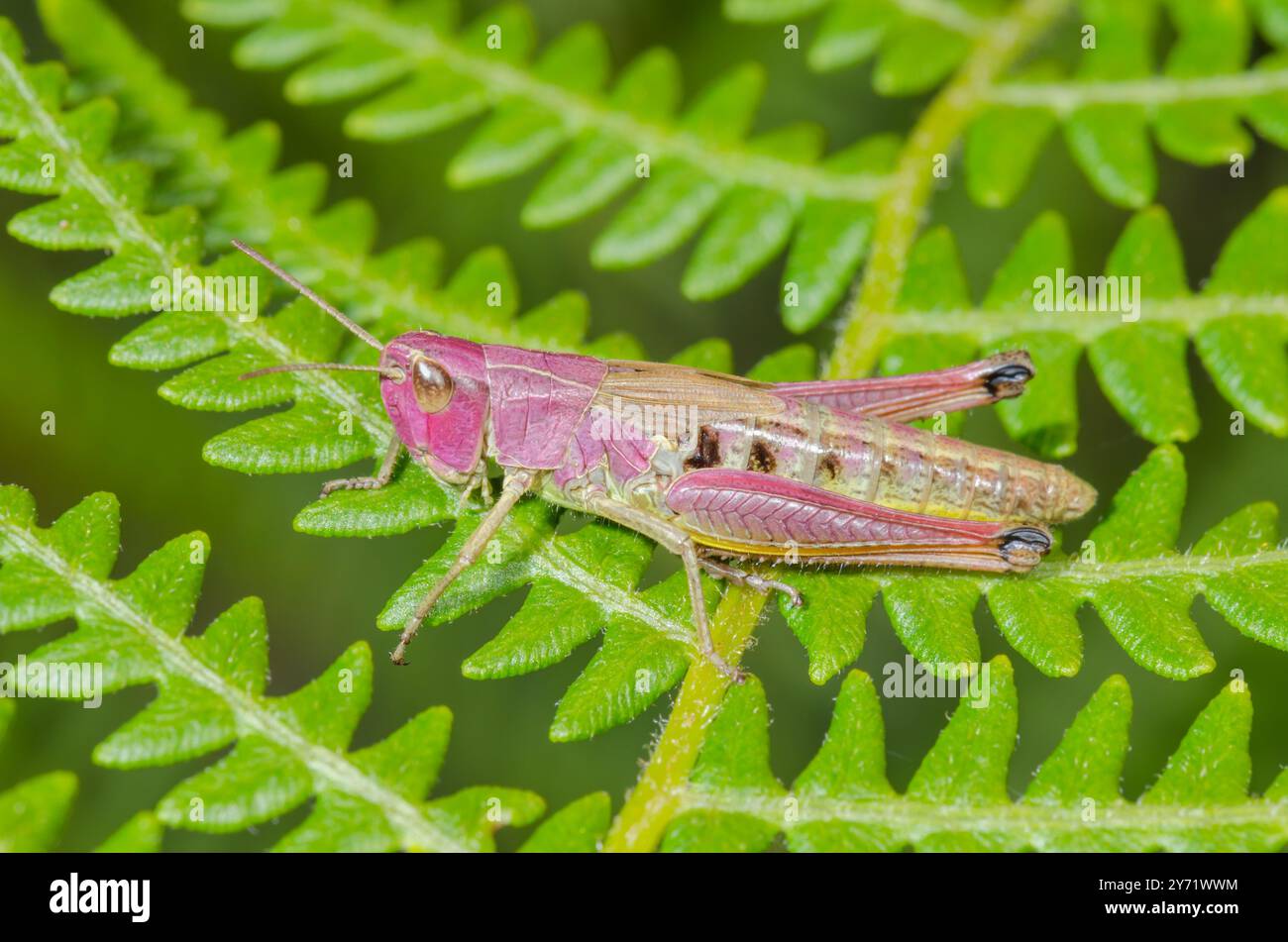 Pink morph of Meadow Grasshopper (Chorthippus parallelus), Acrididae ...