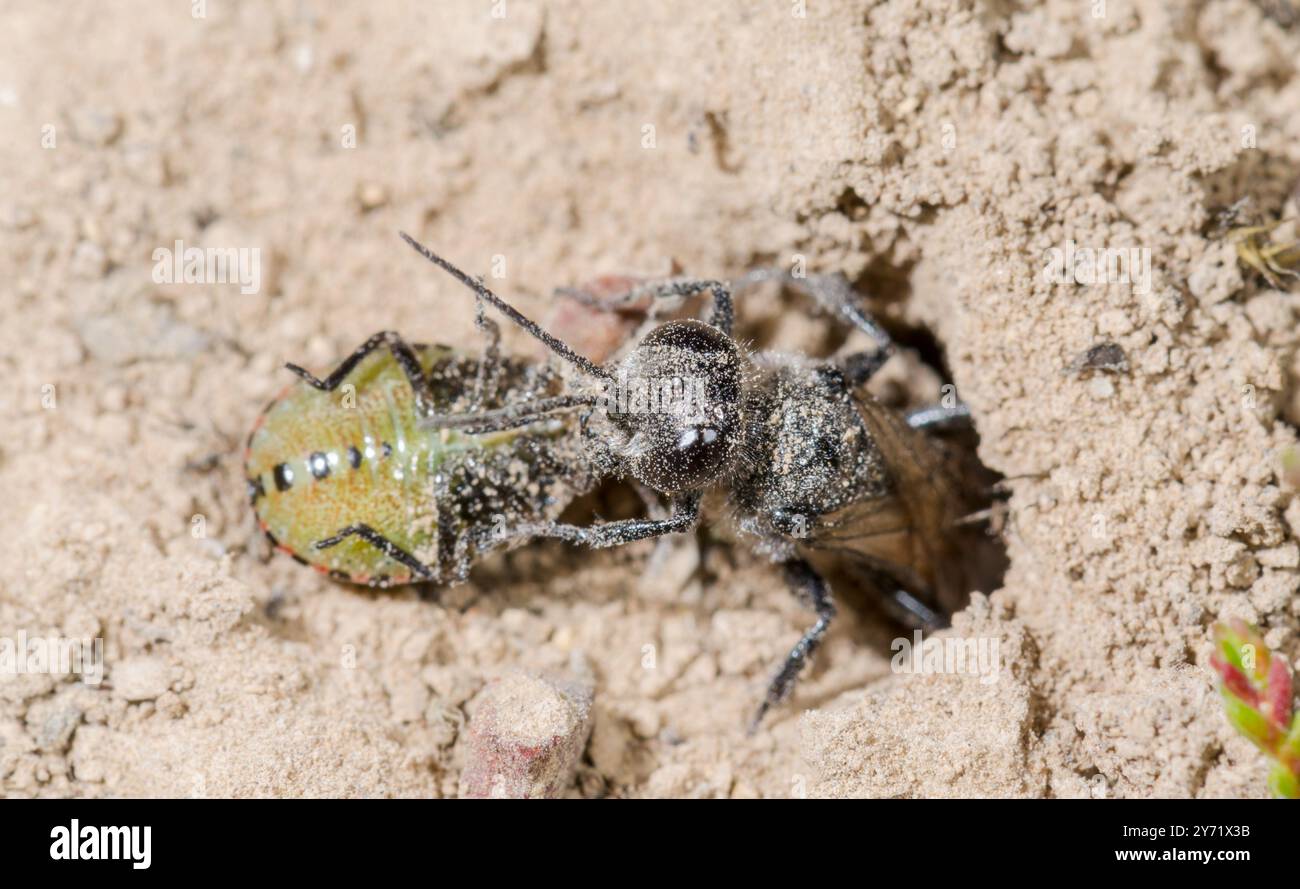 Female Shieldbug Stalker Wasp (Astata boops) with Pentatomid prey ...