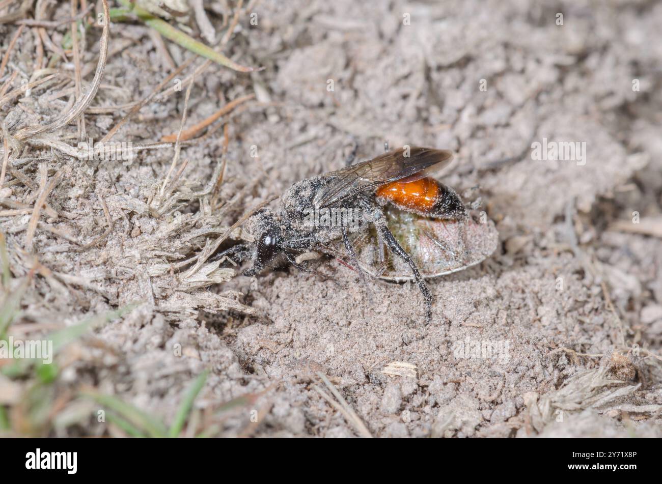 Female Shieldbug Stalker Wasp (Astata boops) with Pentatomid prey ...