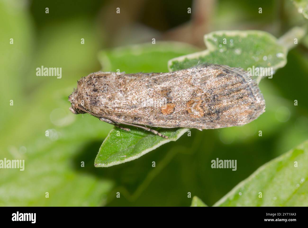 Small Mottled Willow Moth Beet Armyworm (Spodoptera exigua), Noctuidae ...