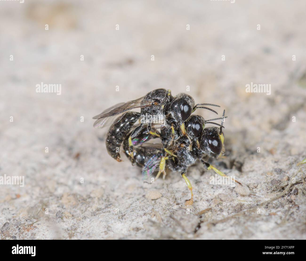 Uk solitary wasps hi-res stock photography and images - Alamy