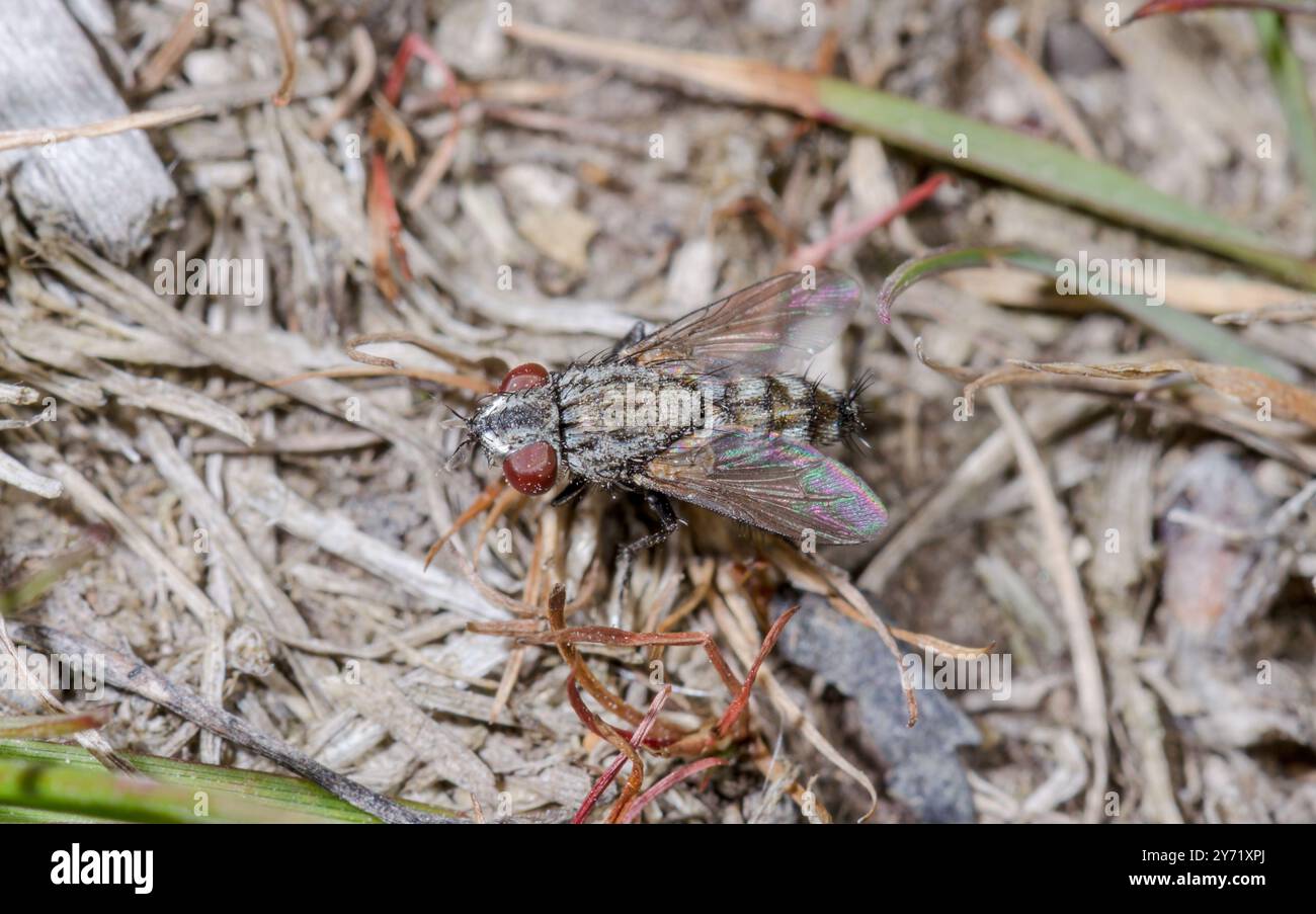 Tachinid Fly parasitoid waiting for host Mason Wasp. Tachinidae. Sussex ...