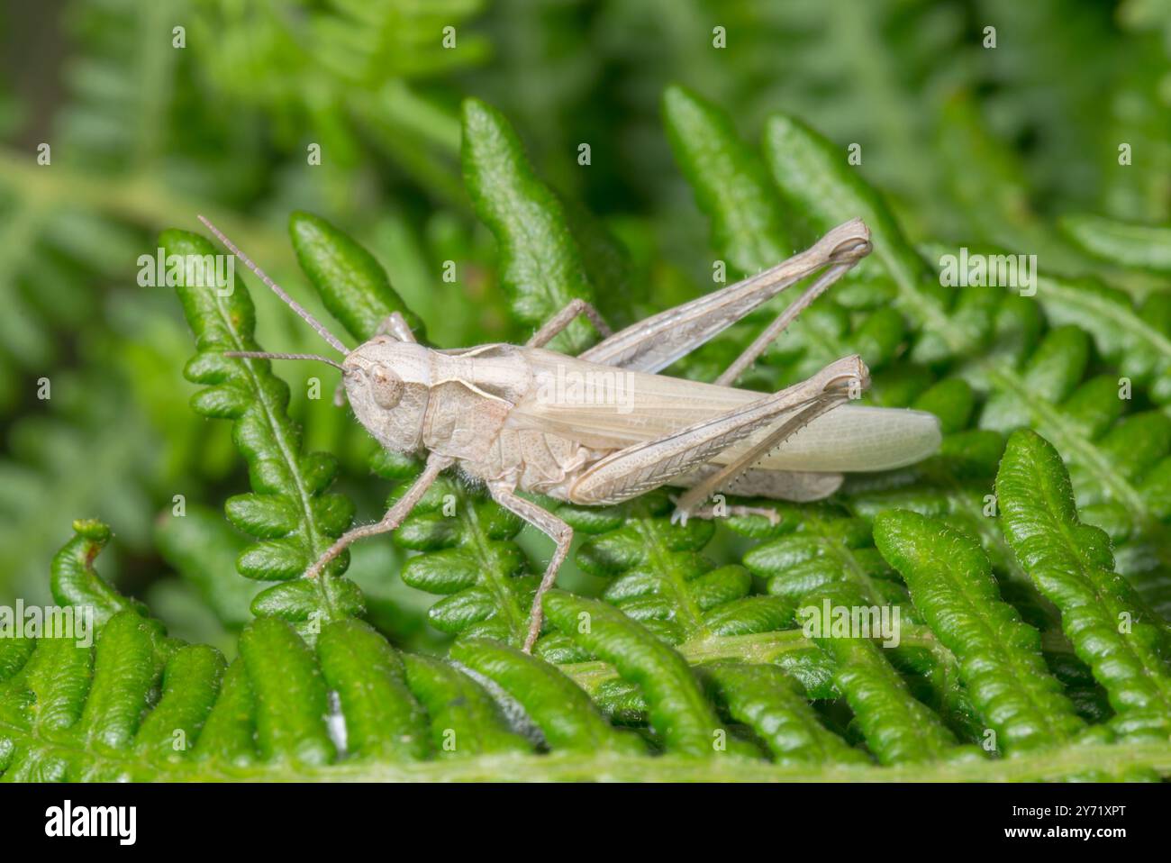 Teneral adult Field Grasshopper (Chorthippus brunneus), Acrididae ...