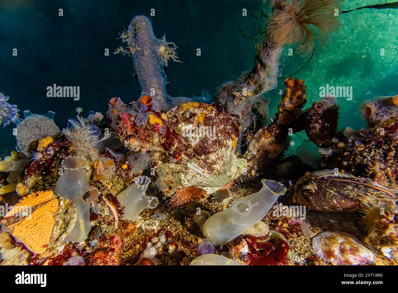 Scallop shell, Chain Tunicate, Pacific Transparent Sea Squirt, Jelly ...