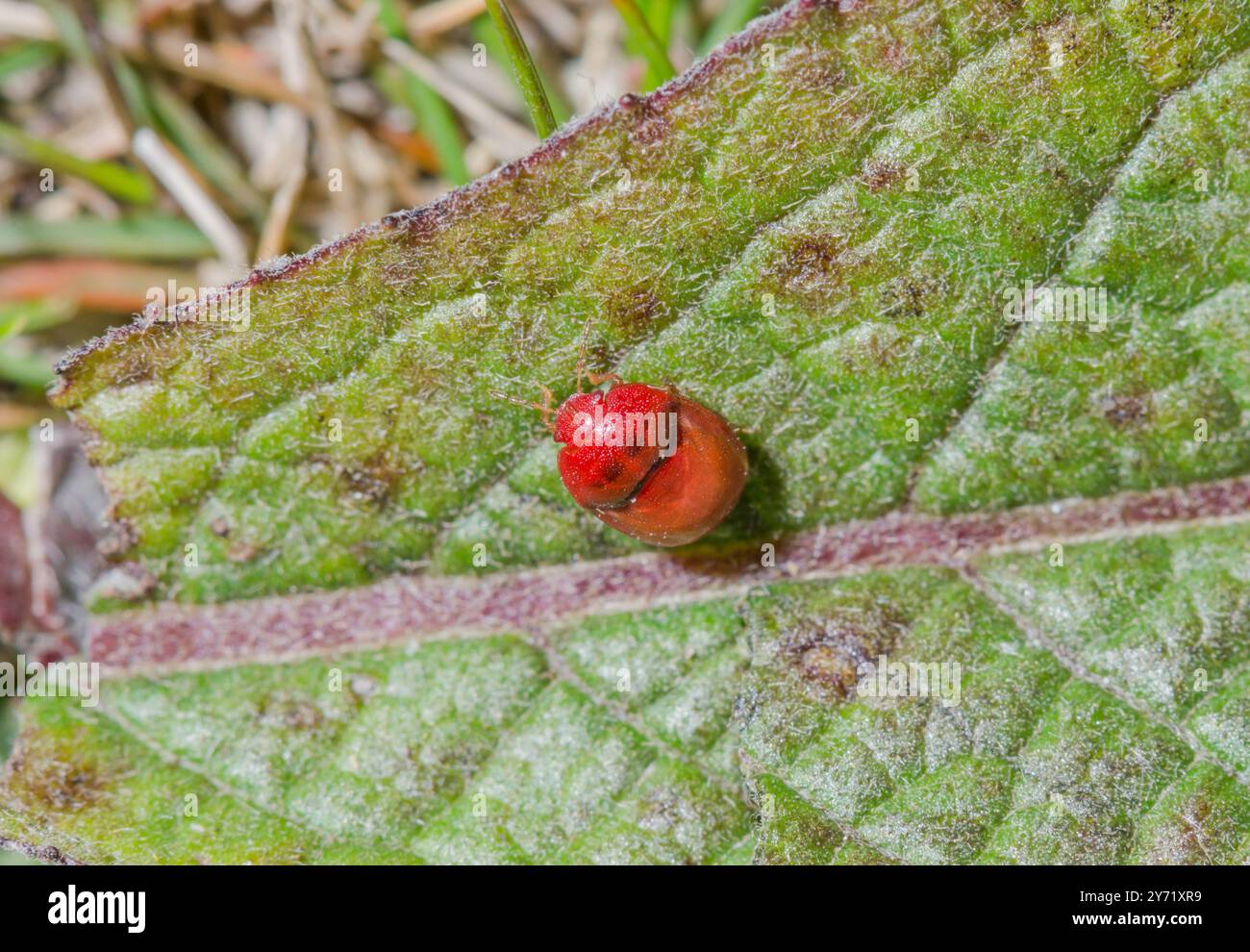 Teneral Scarab Shieldbug (Thyreocoris scarabaeoides). Thyreocoridae. Sussex, UK Stock Photo - Alamy