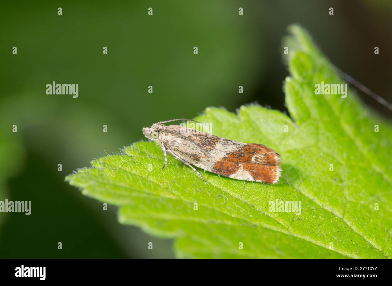 Willow Tortrix Micro Moth (Epinotia cruciana). Tortricidae. Sussex, UK ...