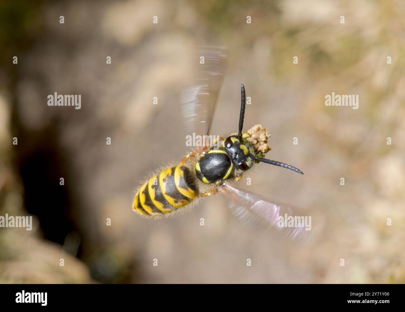 Worker Common Wasp in flight excavating a nest hole (Vespula vulgaris ...