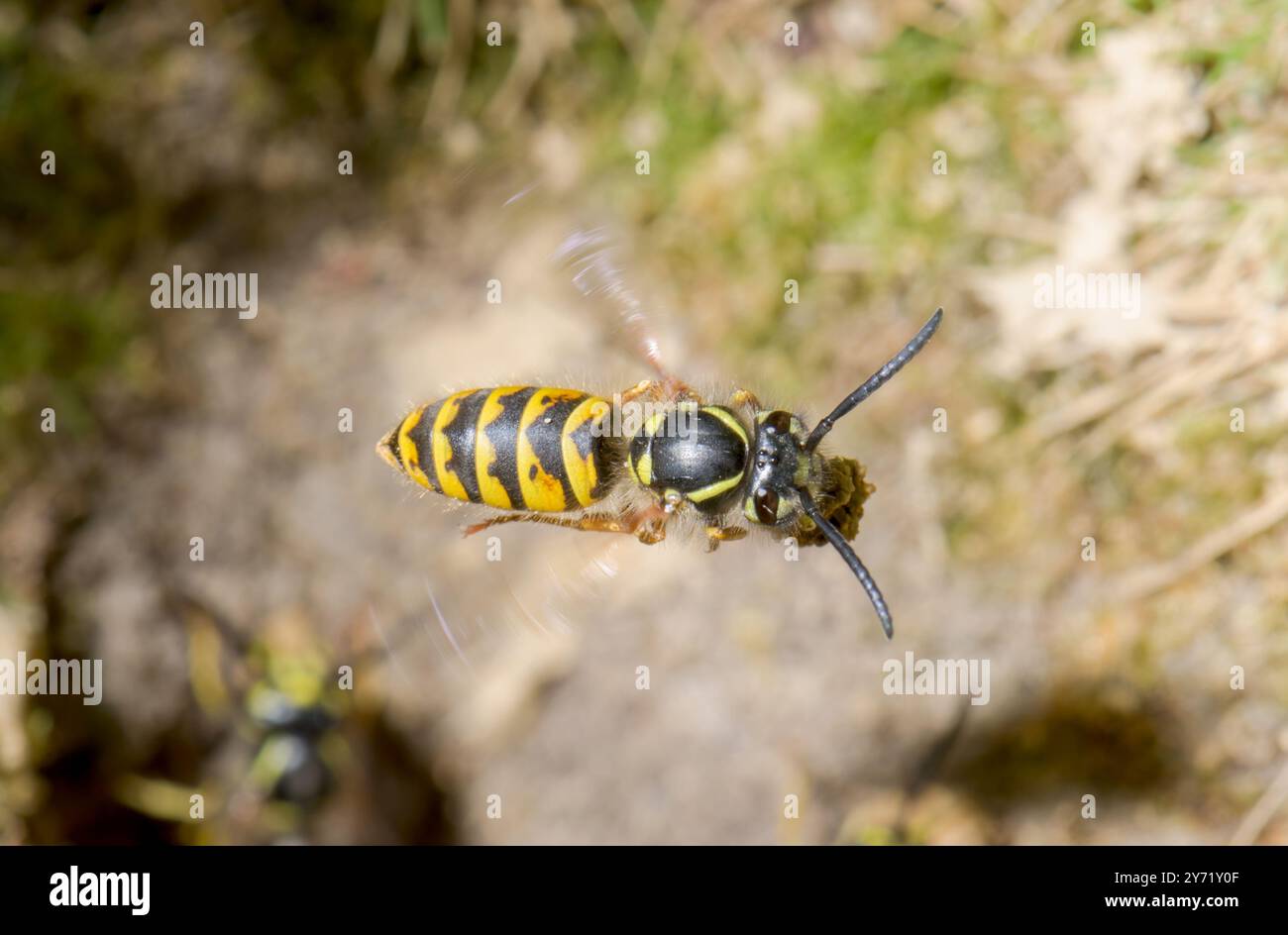 Worker Common Wasp in flight excavating a nest hole (Vespula vulgaris ...