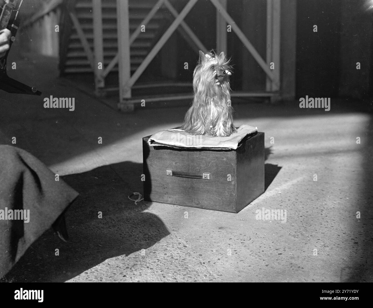 Poll star Black and White Stock Photos & Images - Alamy