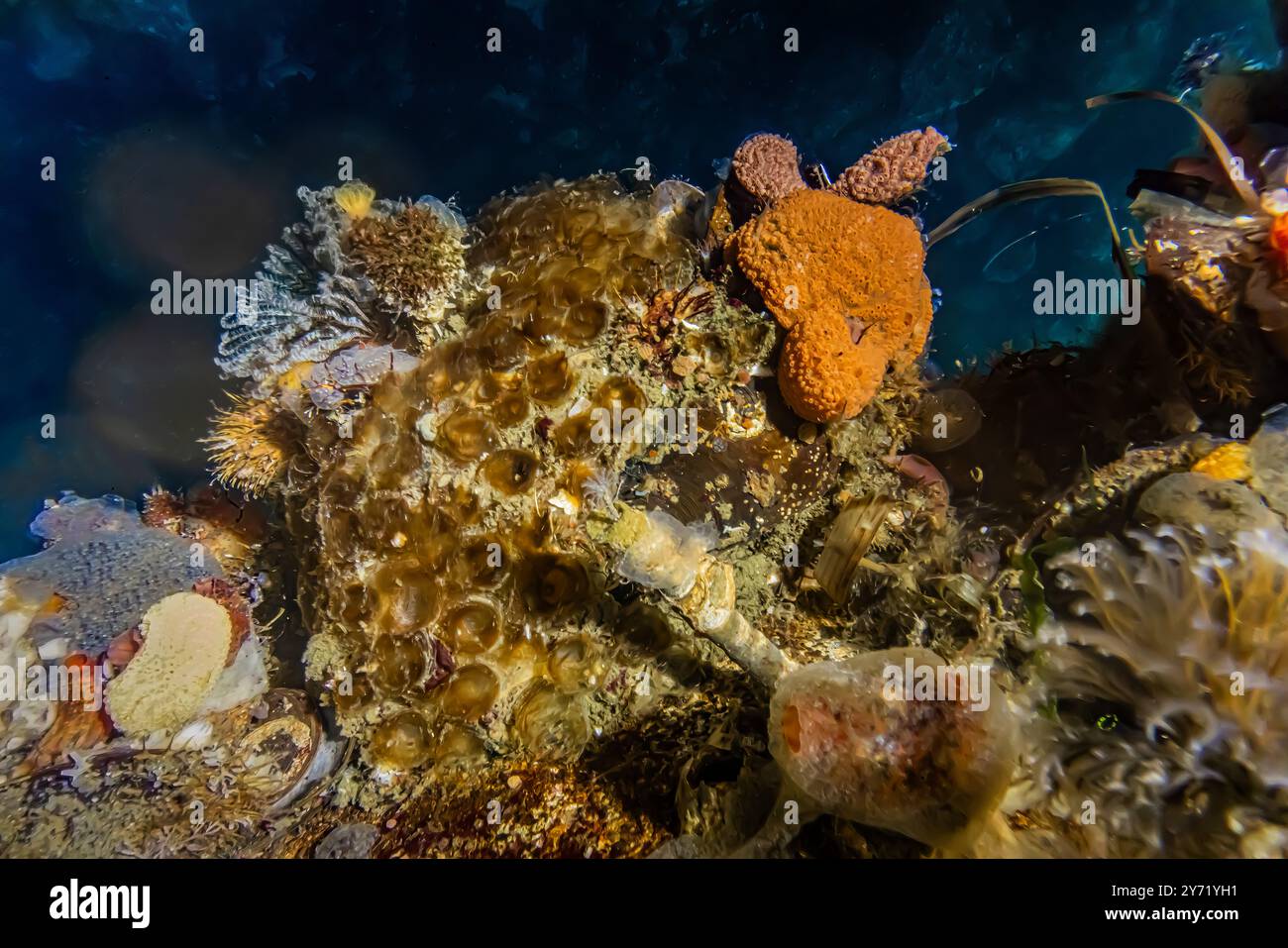 Slime tubeworm hi-res stock photography and images - Alamy