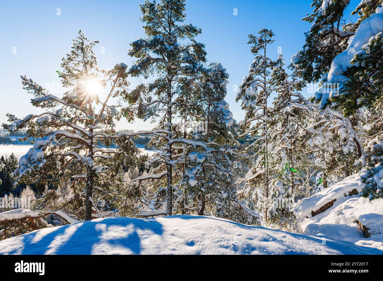 Bright sunlight streams through a snow-blanketed forest in Sweden ...