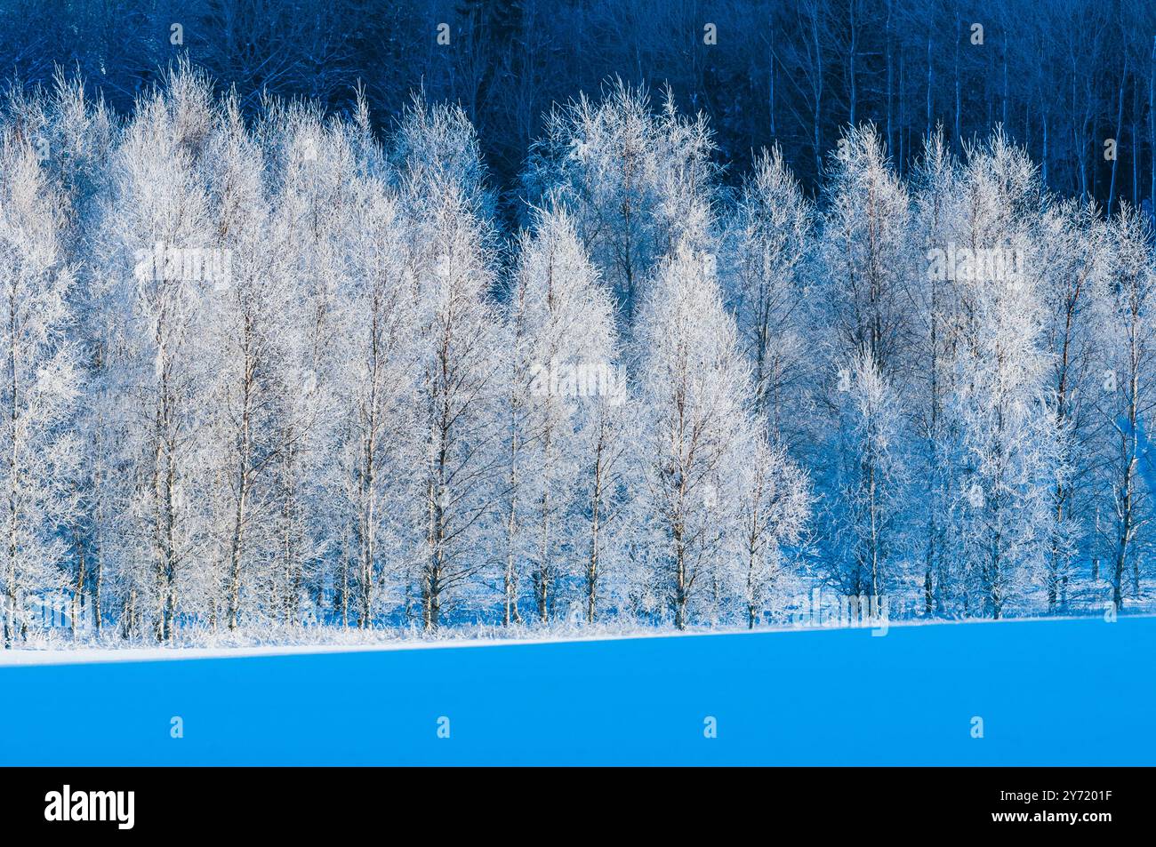 Lovers transformed into trees hi-res stock photography and images - Alamy