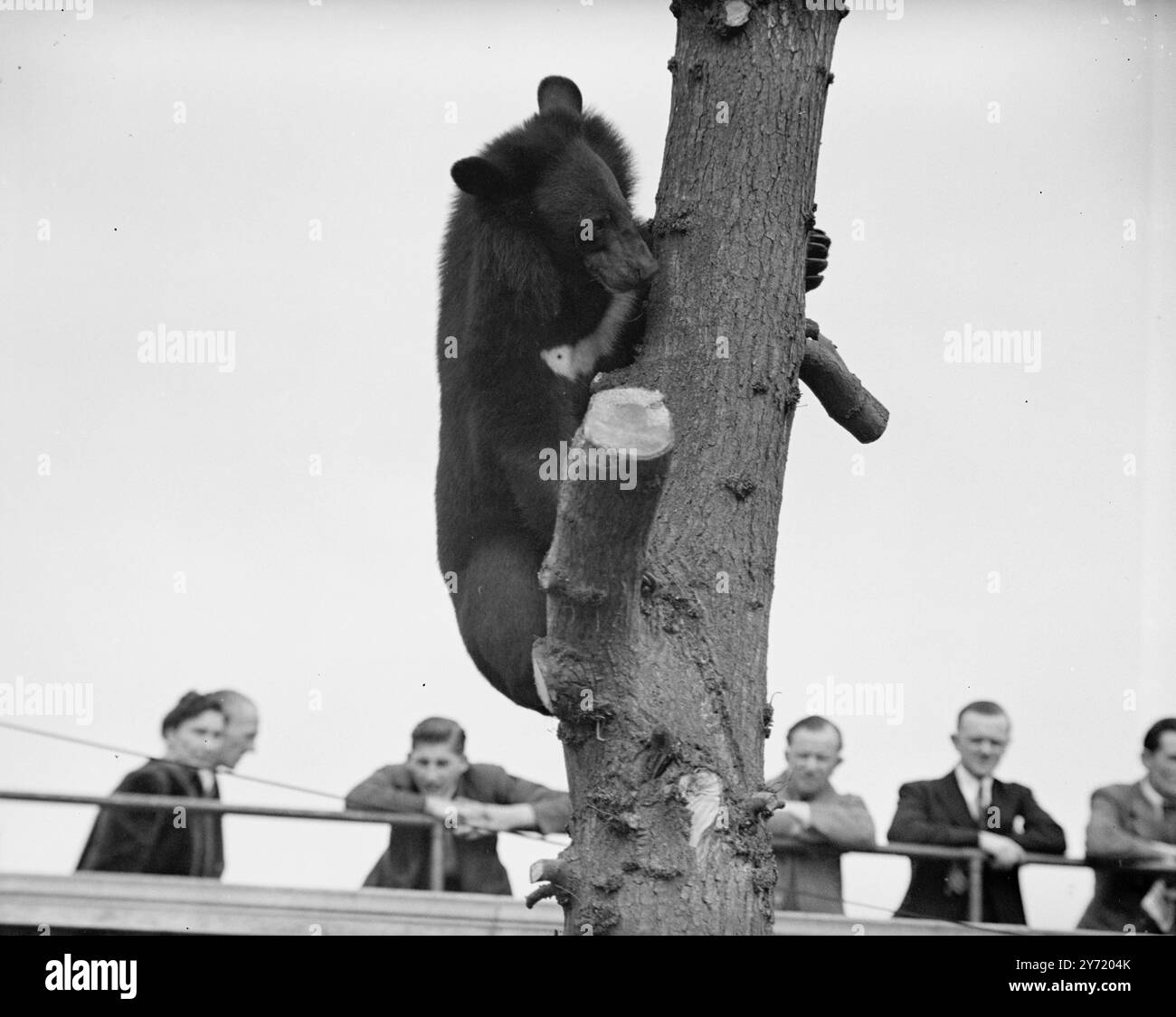 Himalayan bears in zoo hi-res stock photography and images - Alamy
